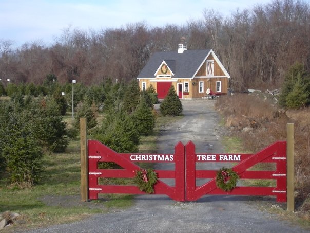 Clarks Christmas Tree Farm